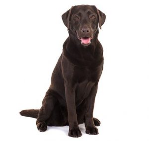 Labrador Retriever – Domaine de la Colline